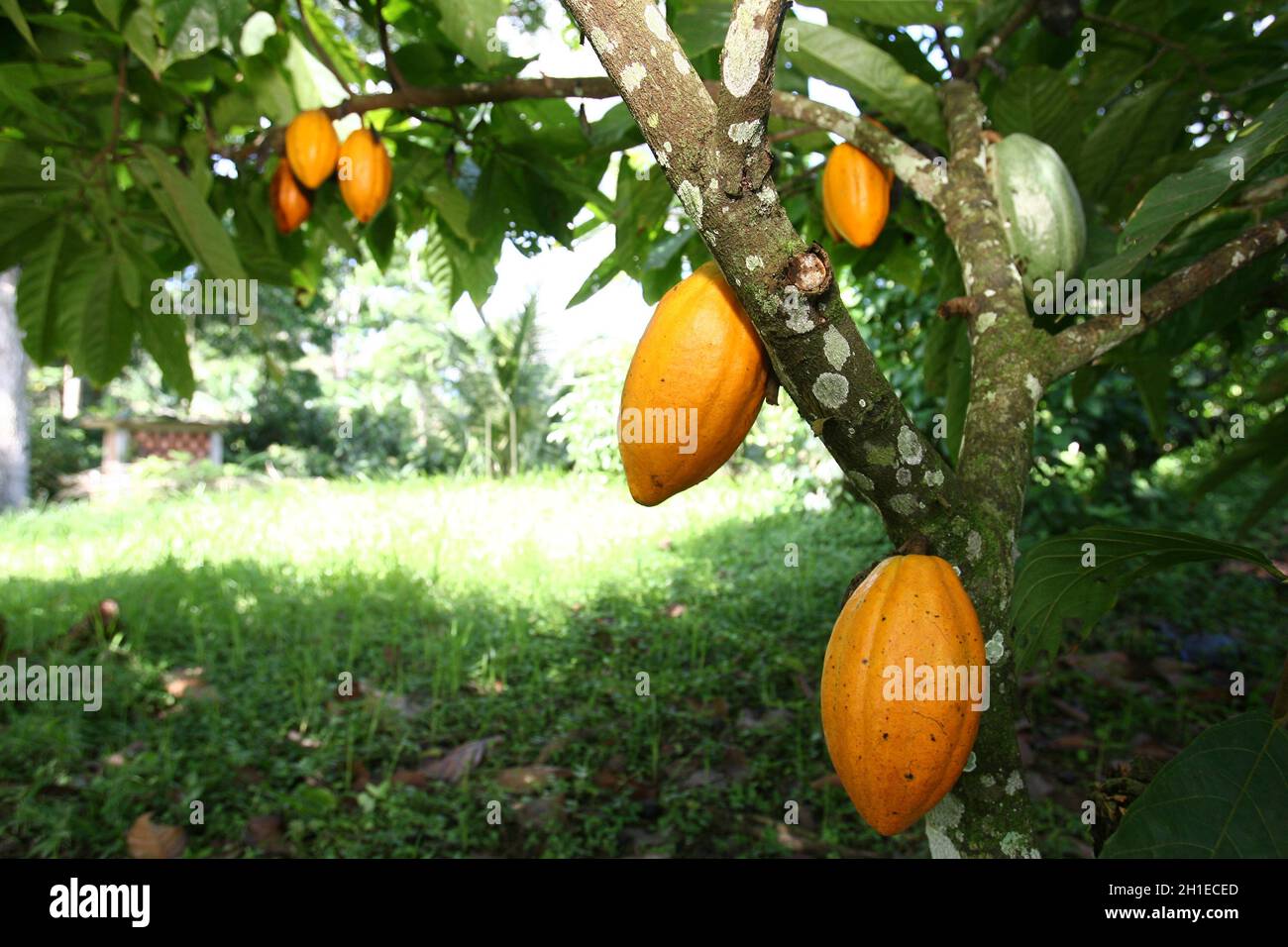 ilheus, bahia / brazil - march 21, 2011: Cocoa plantation in farming in ...
