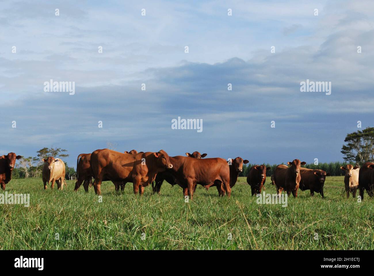 eunapolis, bahia / brazil - June 08, 2009: Animals are seen at cattle ...