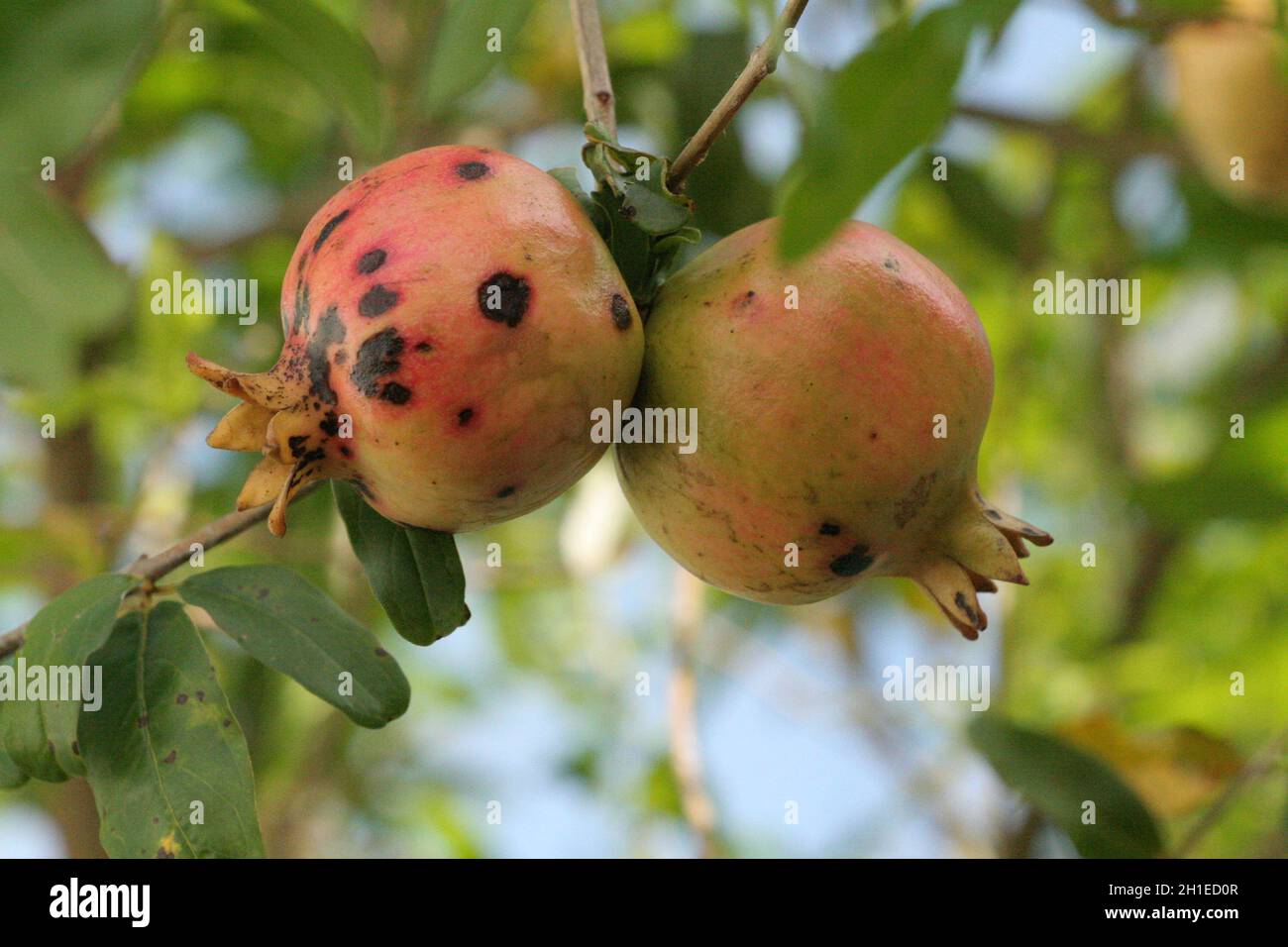 Fruit Salvador Brazil Bahia High Resolution Stock Photography and ...