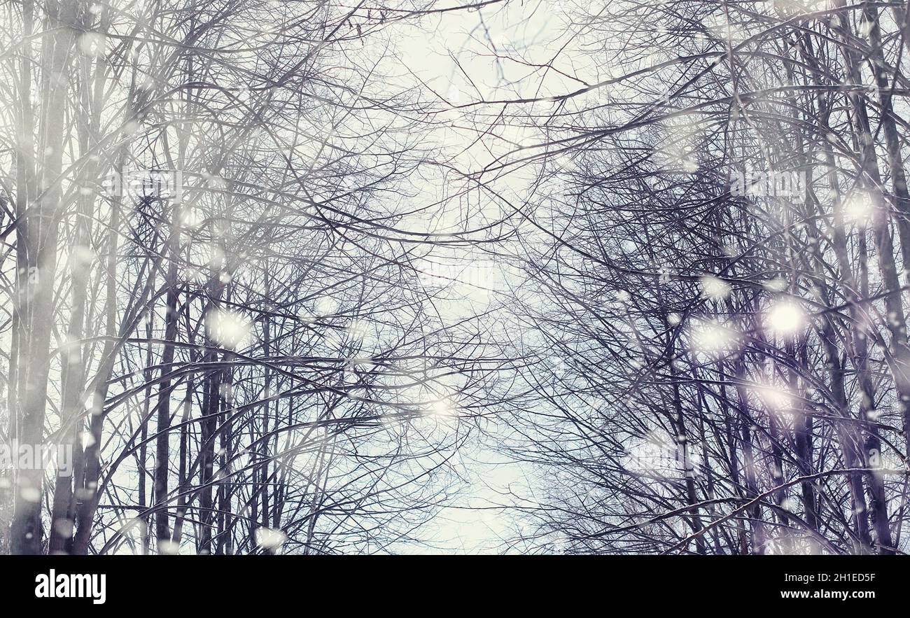 Winter forest landscape. Tall trees under snow cover. January frosty ...