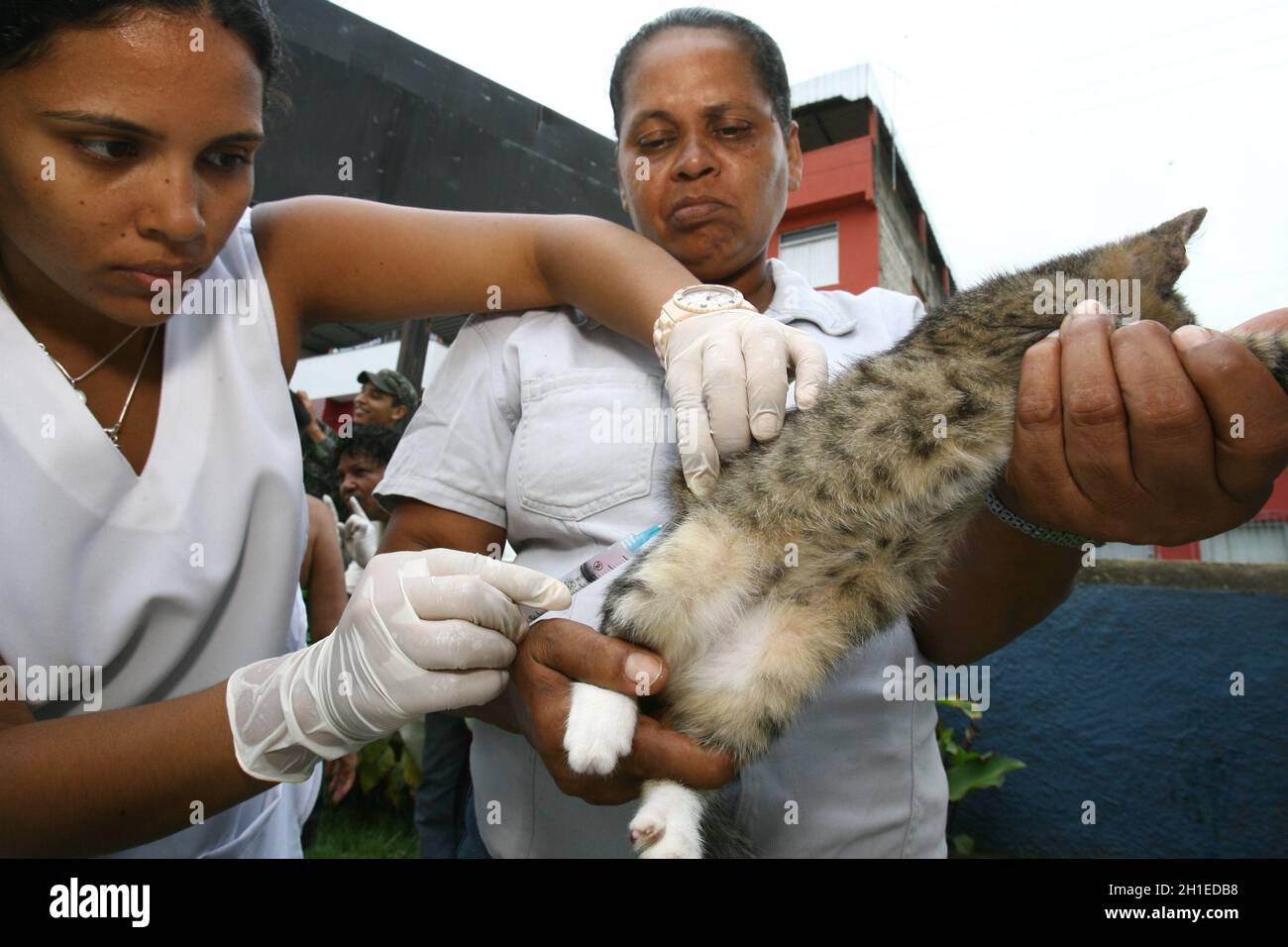 itabuna, bahia / brazil - november 19, 2011: Rabies vaccination ...