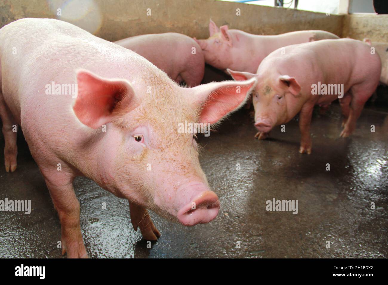 itabuna, bahia / brazil - june 15, 2012: Pig breeding farm in the city ...