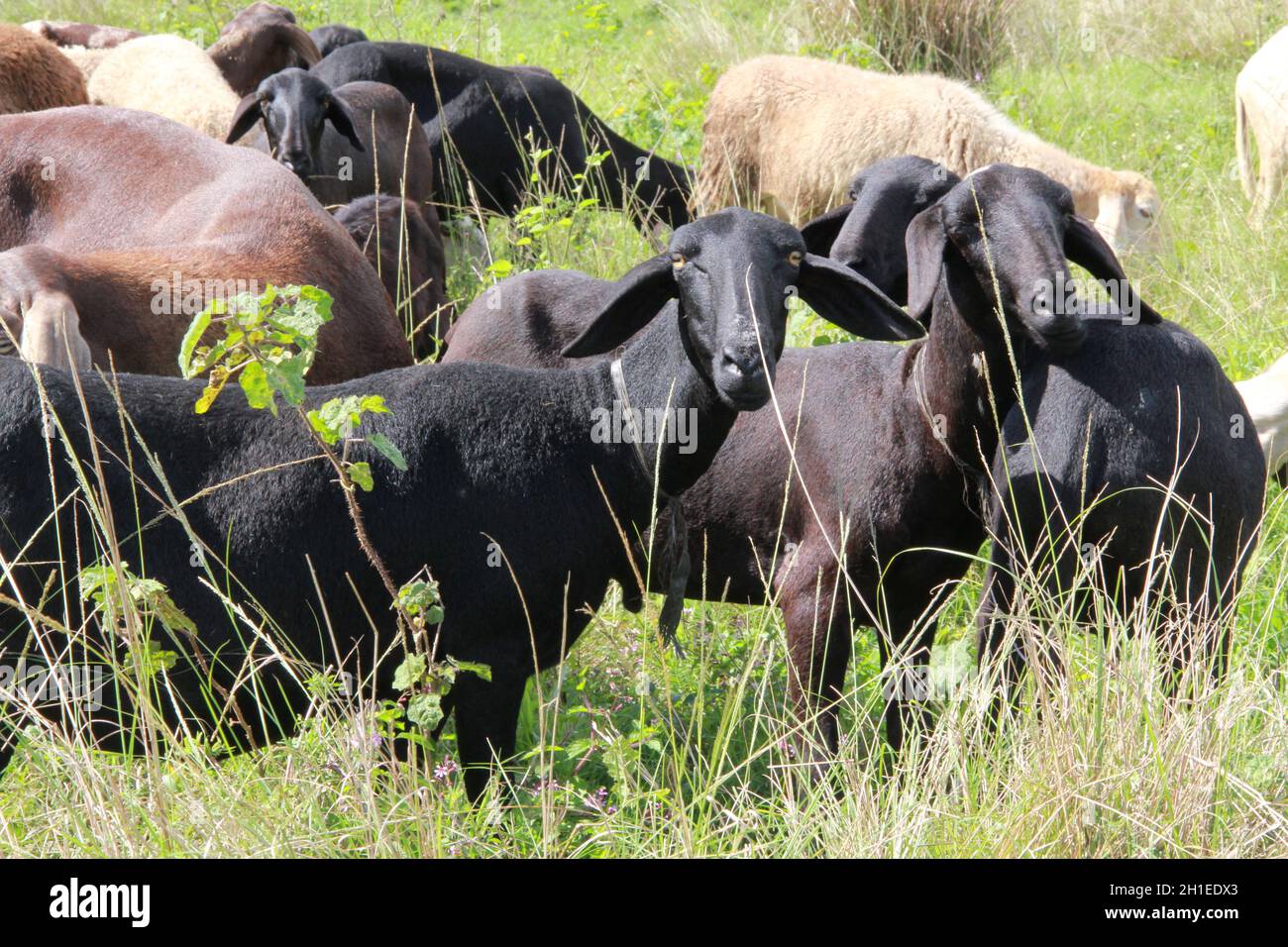 itabuna, bahia / brazil - june 15, 2012: sheep breeding on a farm in ...