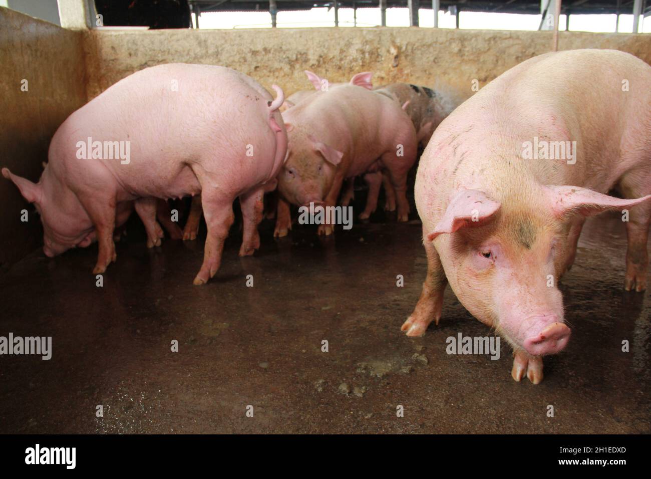 itabuna, bahia / brazil - june 15, 2012: Pig breeding farm in the city ...