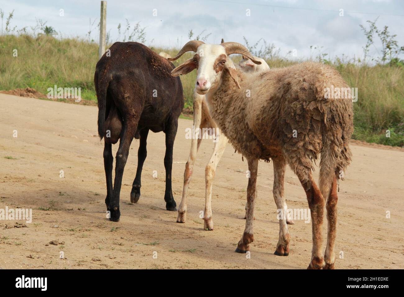 itabuna, bahia / brazil - june 15, 2012: sheep breeding on a farm in ...