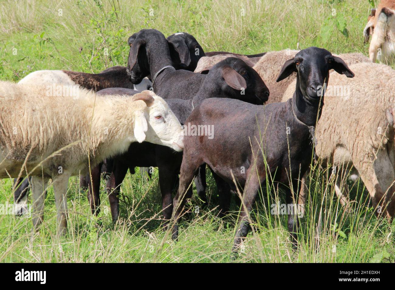 itabuna, bahia / brazil - june 15, 2012: sheep breeding on a farm in ...