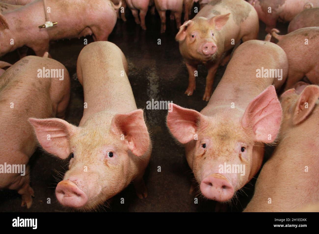 itabuna, bahia / brazil - june 15, 2012: Pig breeding farm in the city ...
