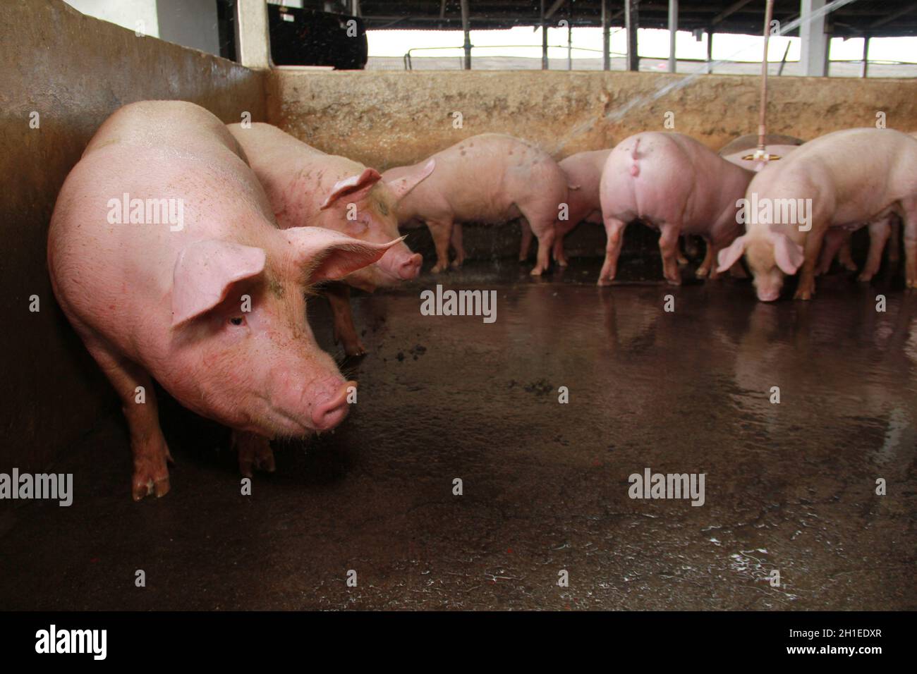 itabuna, bahia / brazil - june 15, 2012: Pig breeding farm in the city ...