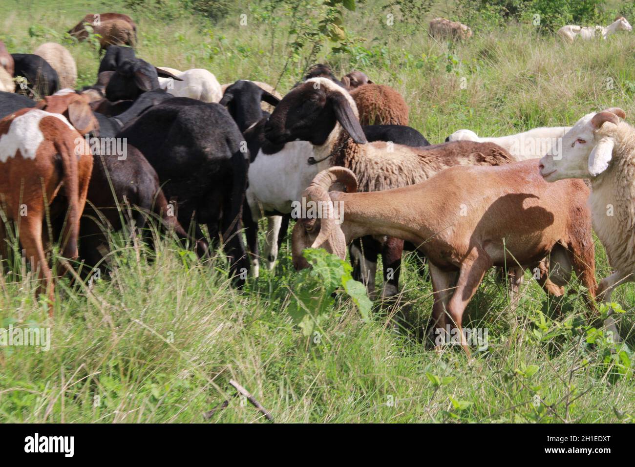 itabuna, bahia / brazil - june 15, 2012: sheep breeding on a farm in ...
