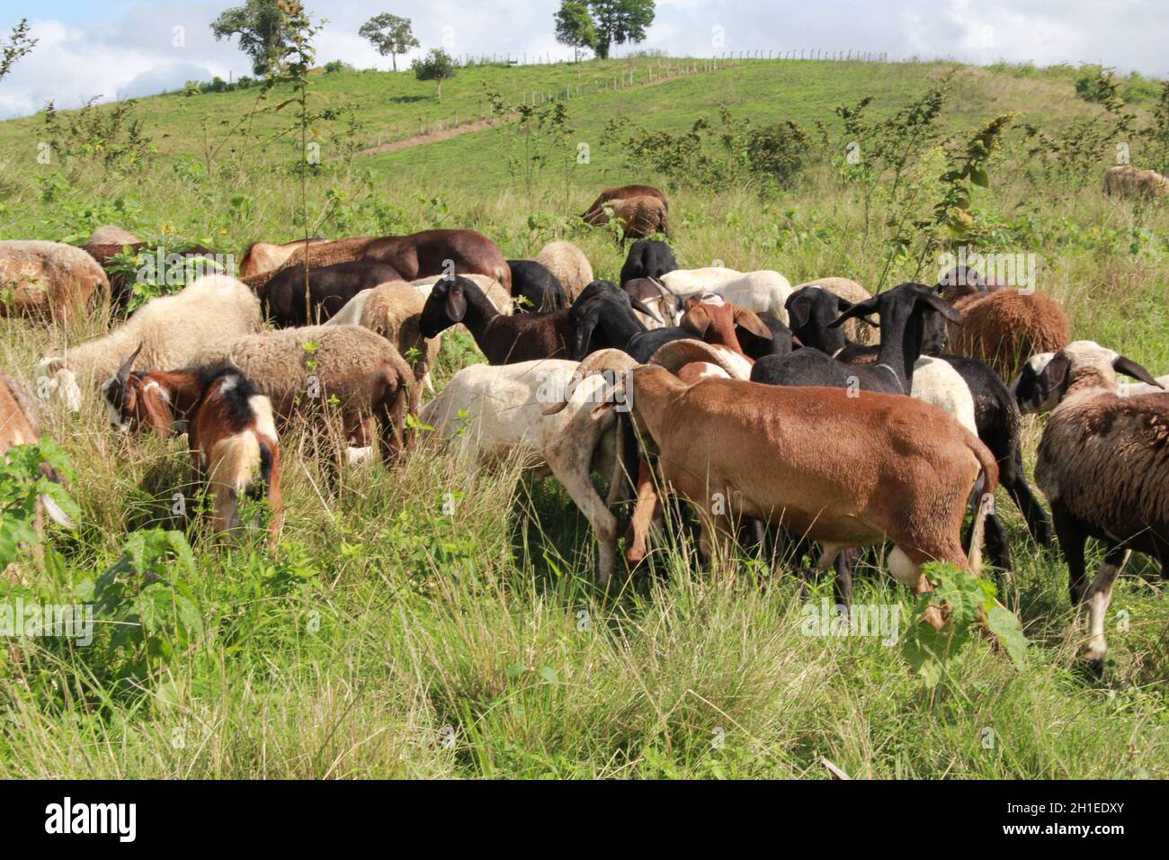itabuna, bahia / brazil - june 15, 2012: sheep breeding on a farm in ...