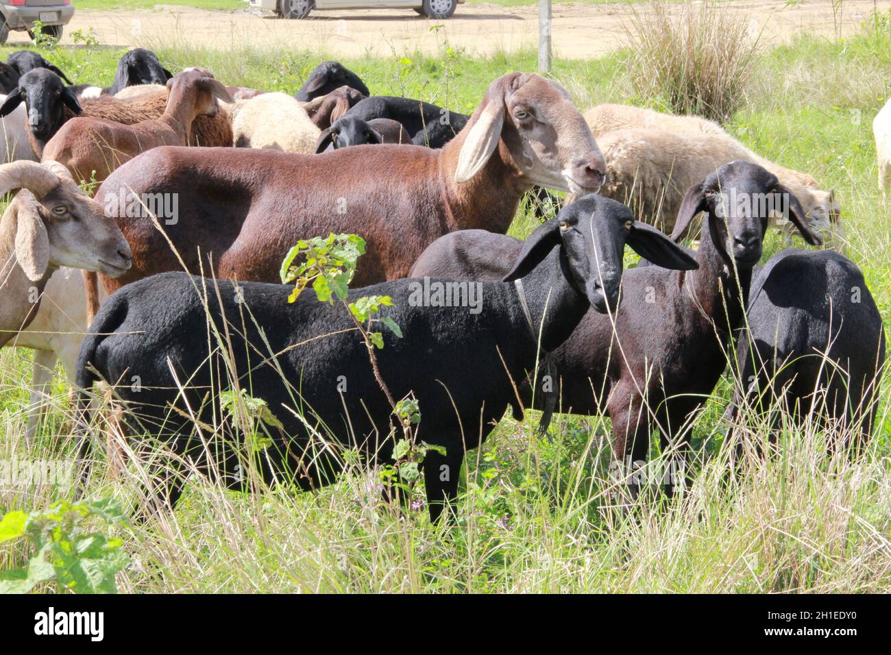 itabuna, bahia / brazil - june 15, 2012: sheep breeding on a farm in ...