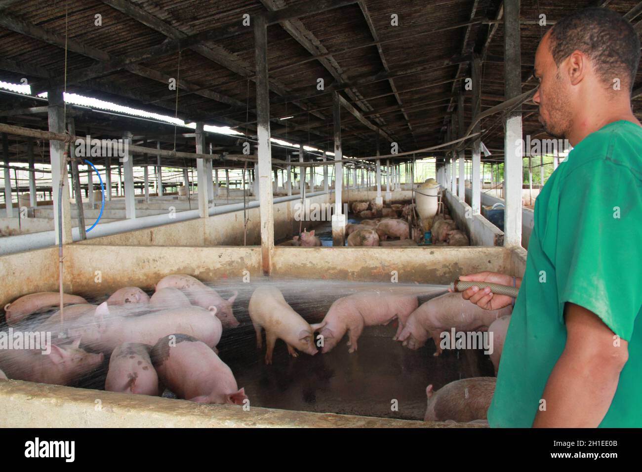 itabuna, bahia / brazil - june 15, 2012: Pig breeding farm in the city ...
