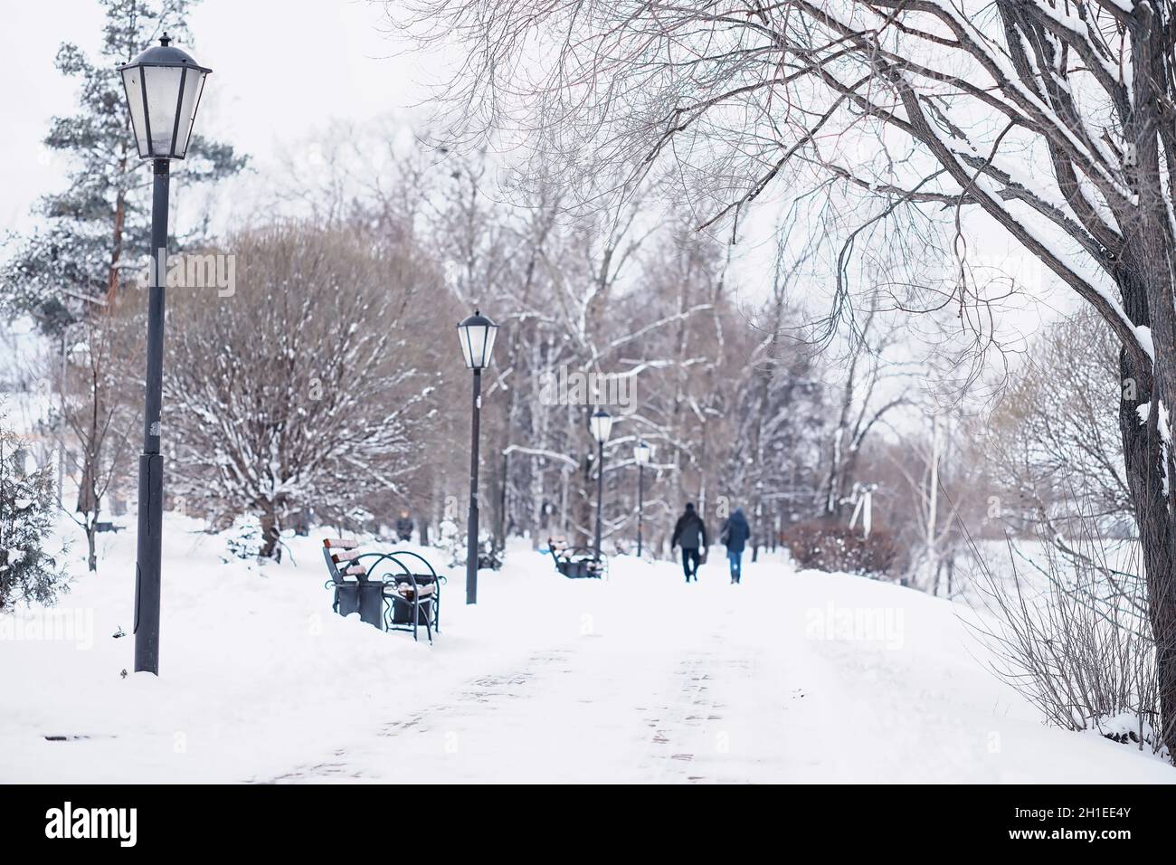 Winter forest landscape. Tall trees under snow cover. January frosty ...