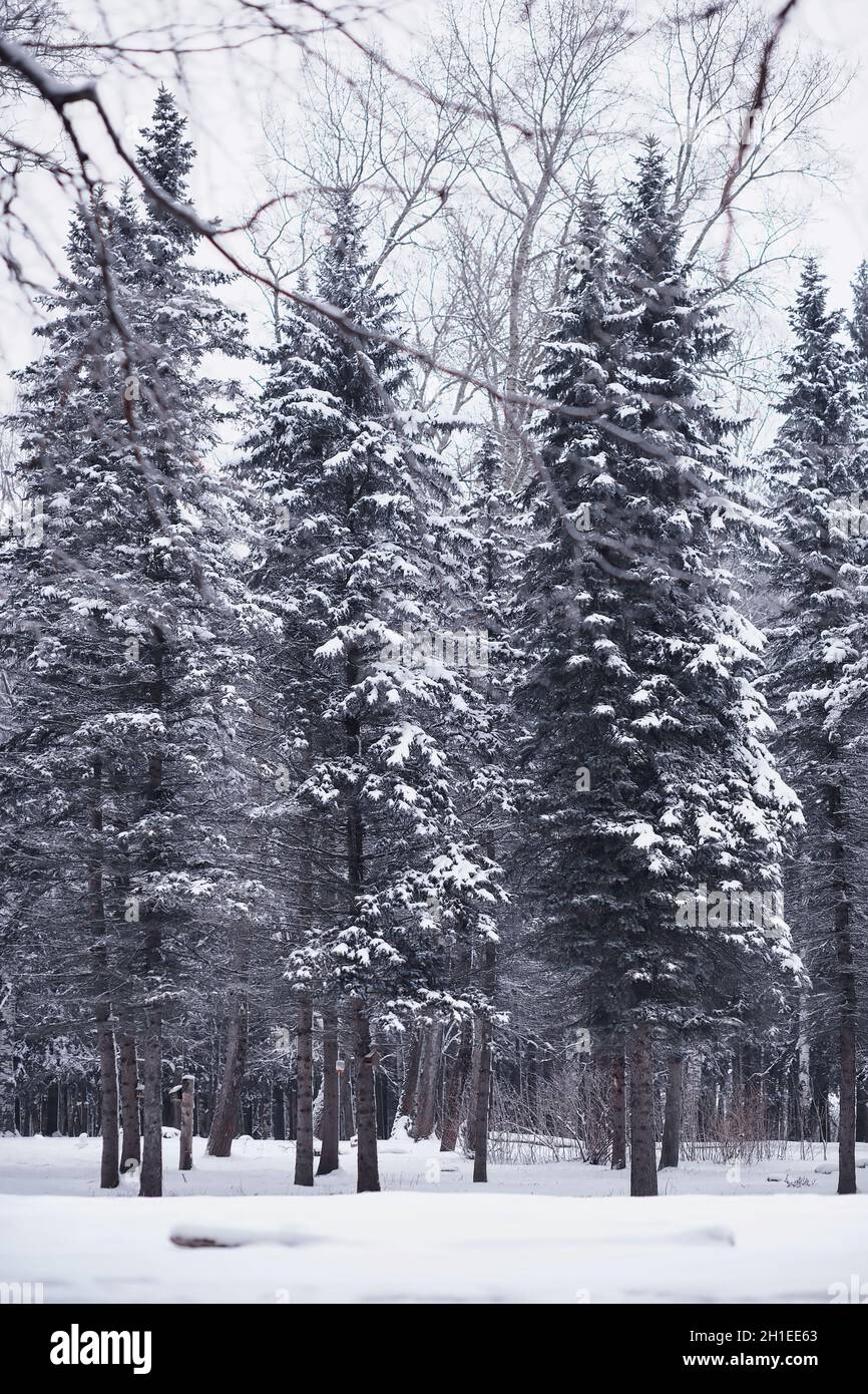 Winter forest landscape. Tall trees under snow cover. January frosty ...