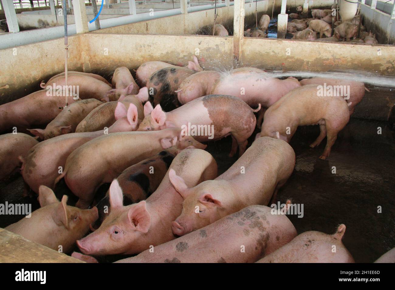 itabuna, bahia / brazil - june 15, 2012: Pig breeding farm in the city ...
