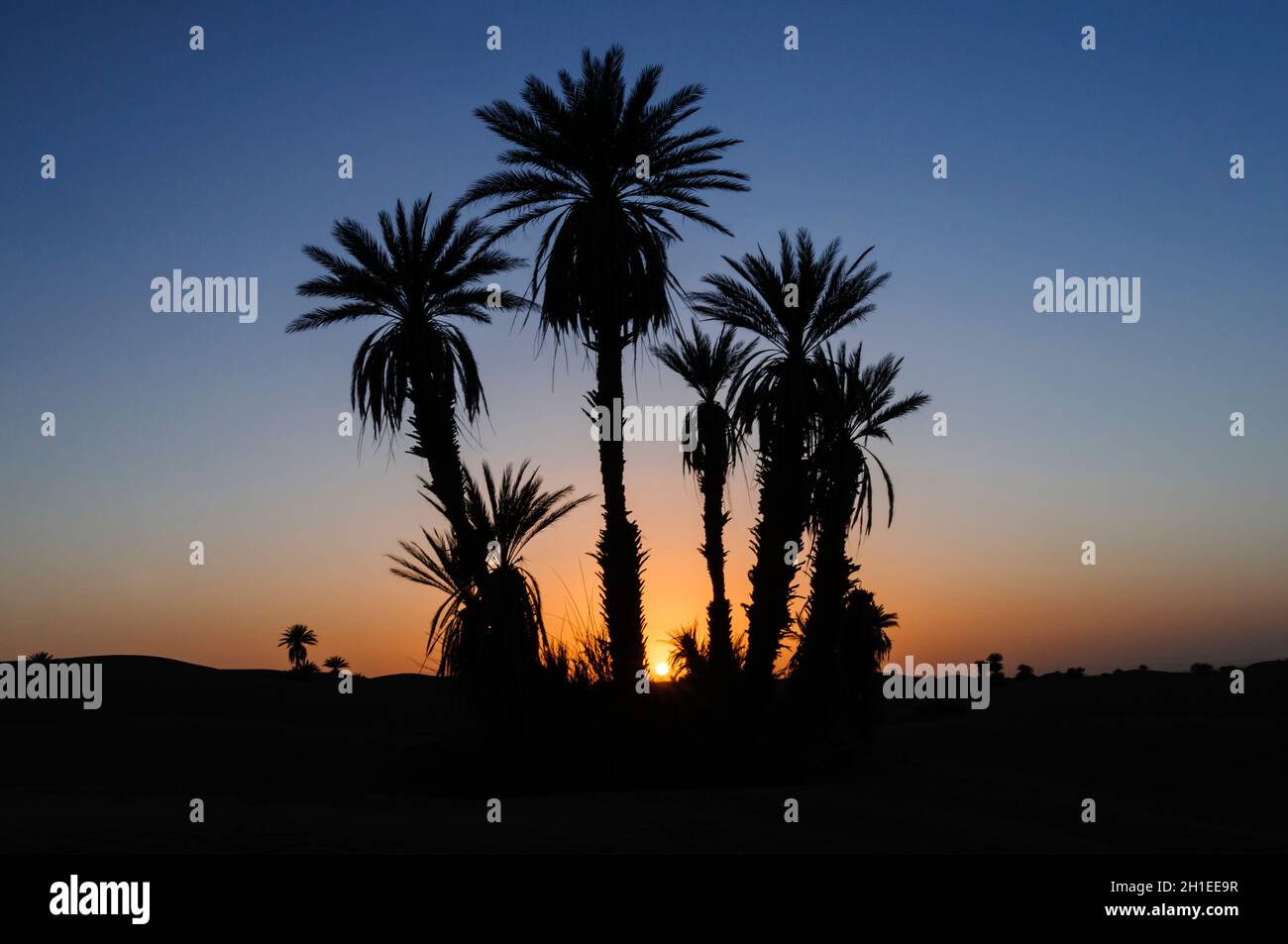 Trees in backlight hi-res stock photography and images - Alamy