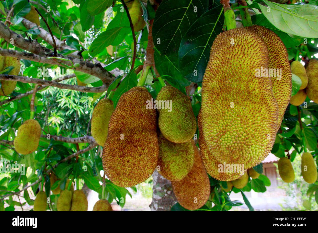 salvador, bahia / brazil - october 28, 2013: jackfruit and its fruits ...