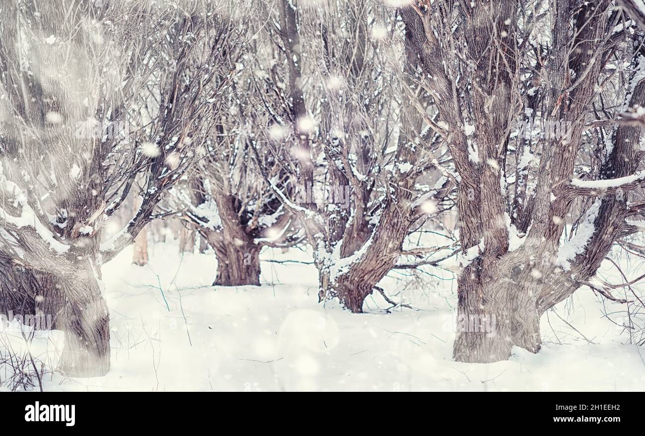 Winter forest landscape. Tall trees under snow cover. January frosty ...