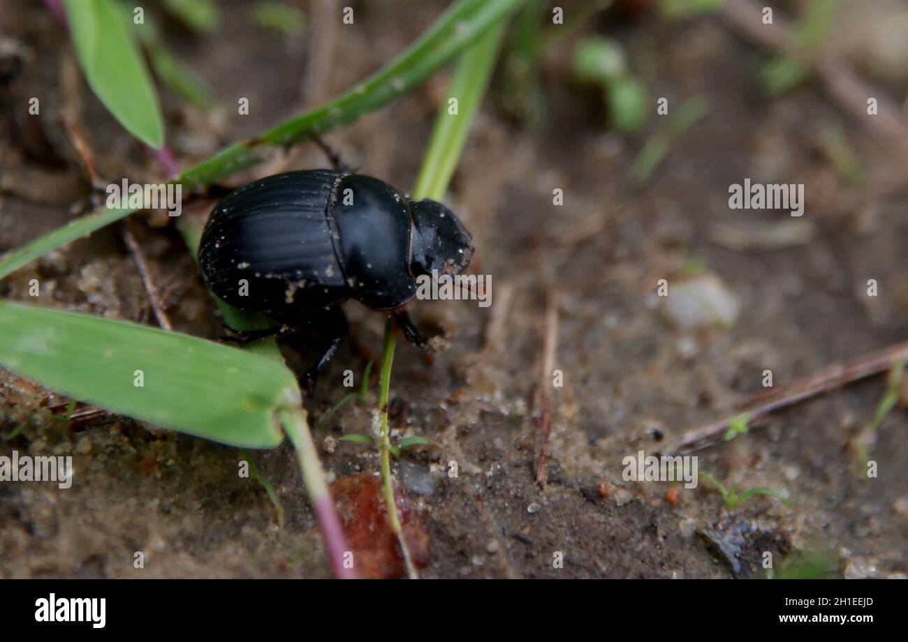 salvador, bahia / brazil - february 26, 2015: scarab beetle, popularly ...