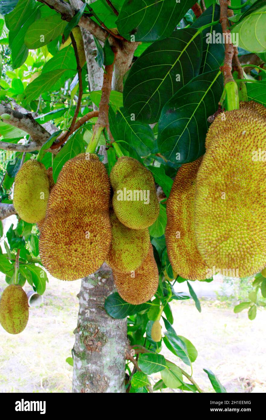 salvador, bahia / brazil - october 28, 2013: jackfruit and its fruits ...