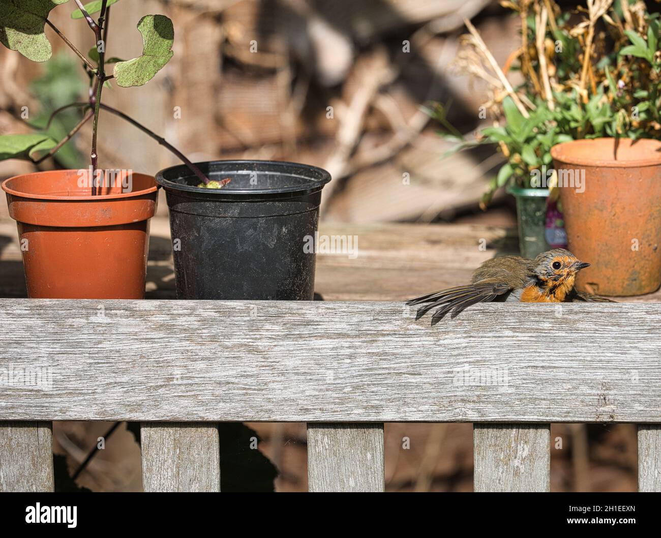 Robin bird table garden hi-res stock photography and images - Alamy