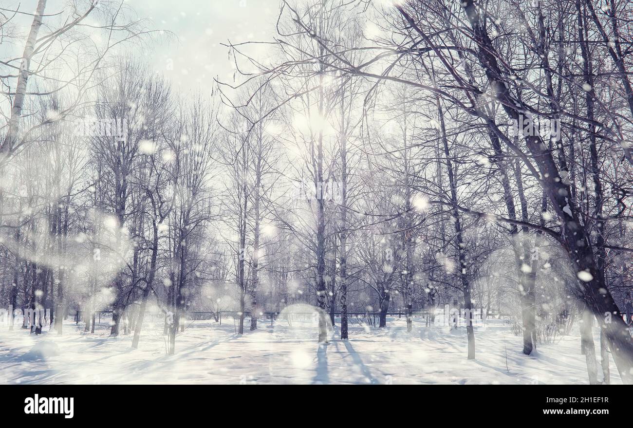 Winter forest landscape. Tall trees under snow cover. January frosty ...