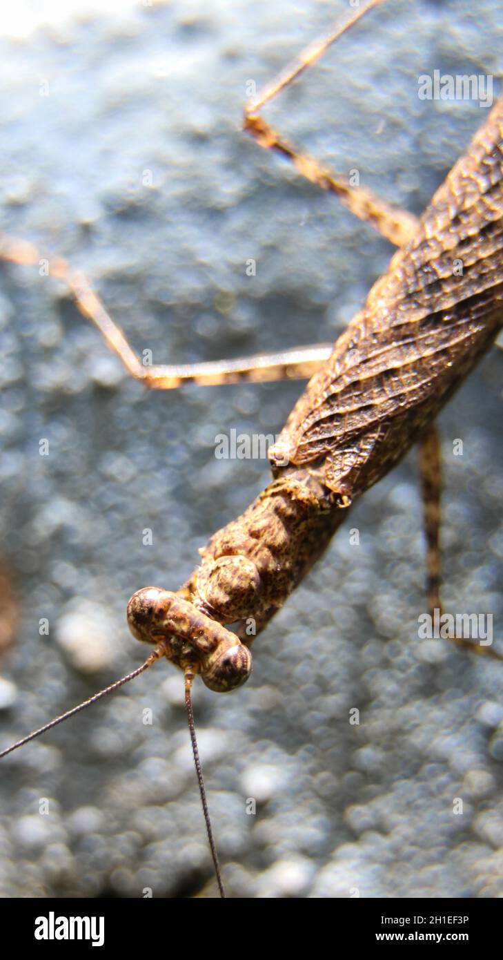 horizontal macro photography of a brown praying mantis standing at the ...
