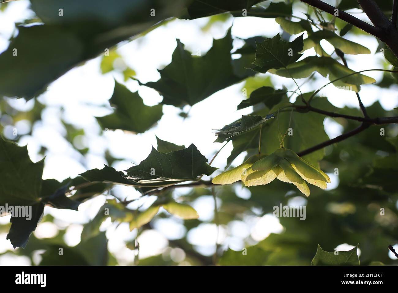 Bright spring greens at dawn in the forest. Nature comes to life in ...