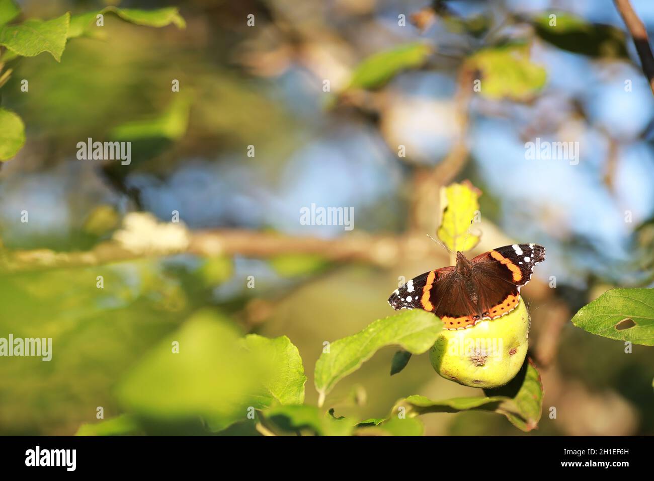 Butterflies on a tree. Butterflies and nectar. Birch juice. Butterflies ...