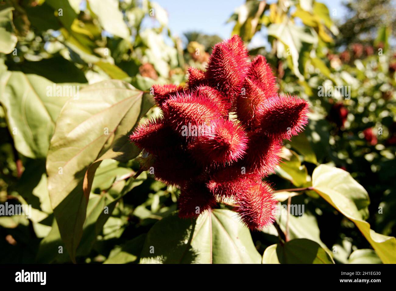 Turpentine tree fruit hi-res stock photography and images - Alamy