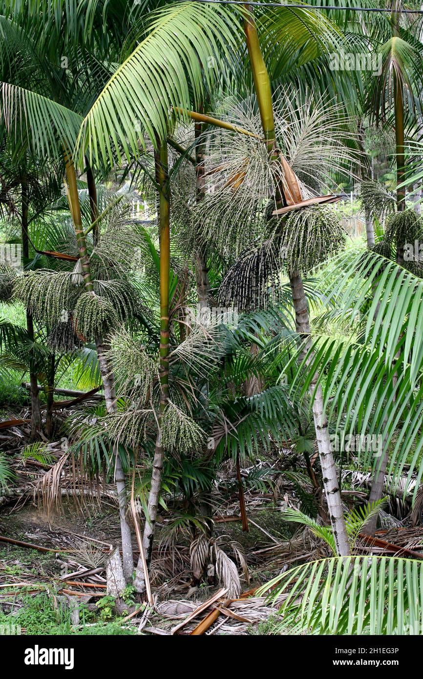 arataca, bahia / brazil - february 2, 2012: Acai palm plantation in the ...