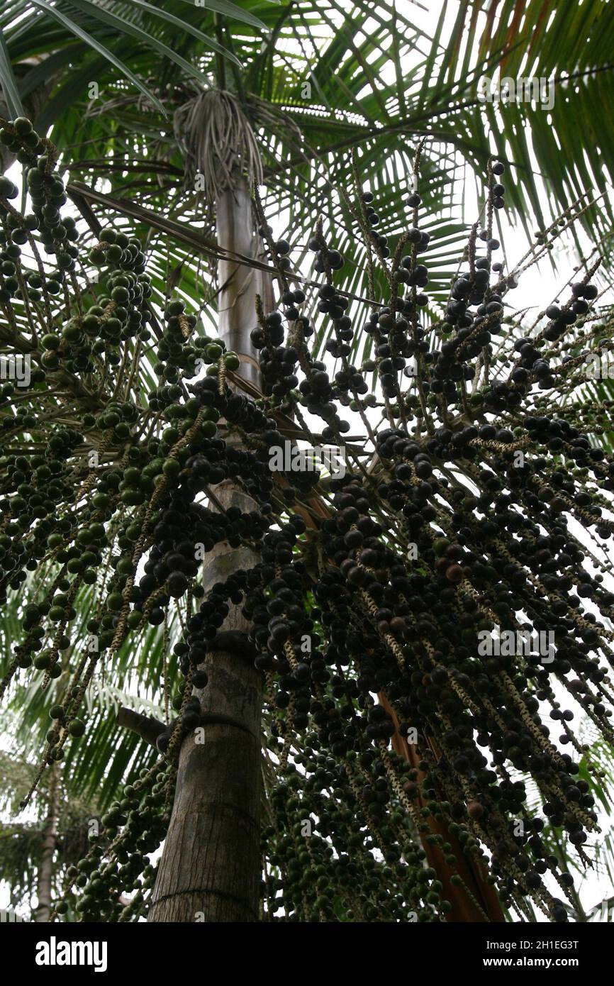 arataca, bahia / brazil - february 2, 2012: Acai palm plantation in the ...