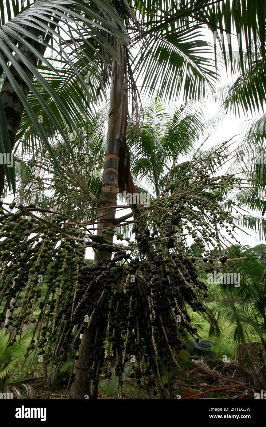 Acai palm trees hi-res stock photography and images - Alamy