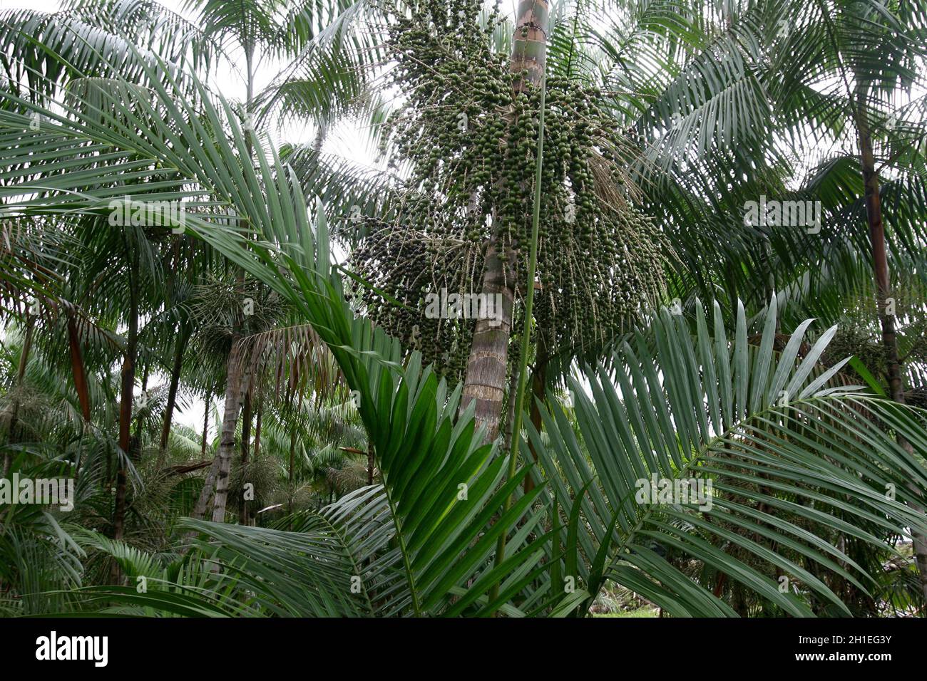 Arataca hi-res stock photography and images - Alamy