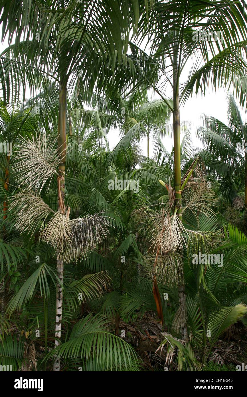 arataca, bahia / brazil - february 2, 2012: Acai palm plantation in the ...