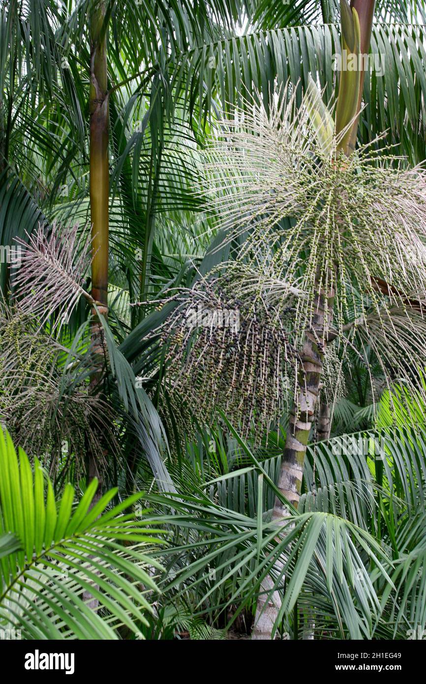 arataca, bahia / brazil - february 2, 2012: Acai palm plantation in the ...