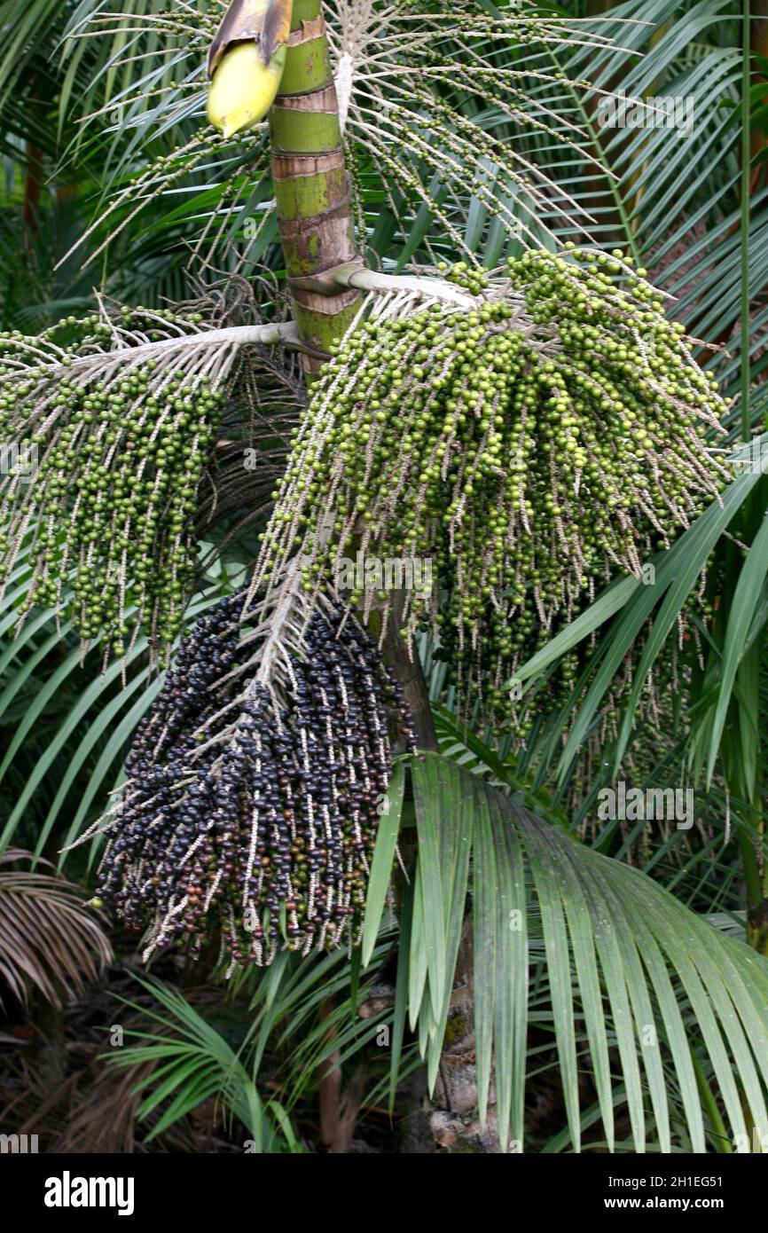 Acai palm hi-res stock photography and images - Alamy