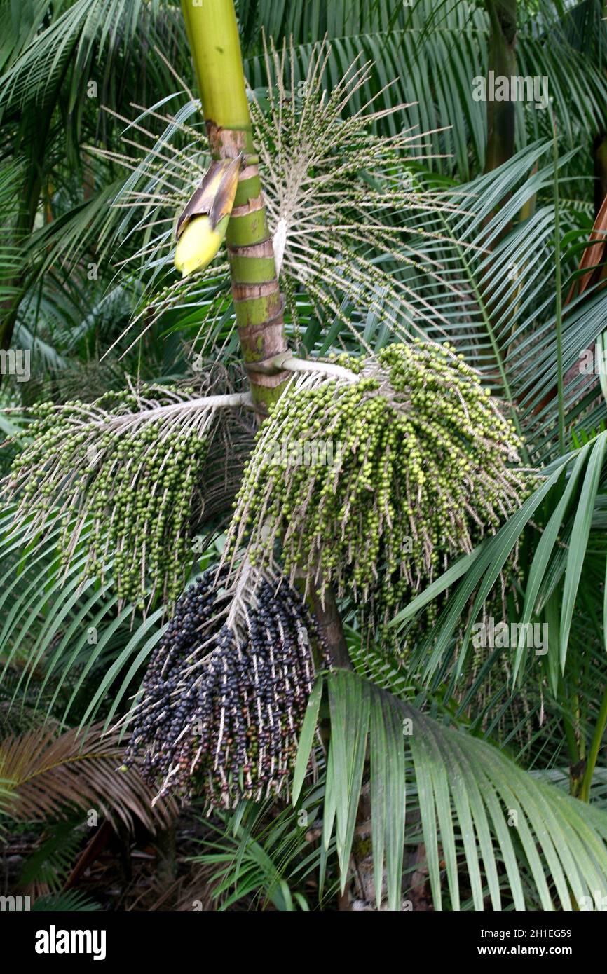 arataca, bahia / brazil - february 2, 2012: Acai palm plantation in the ...