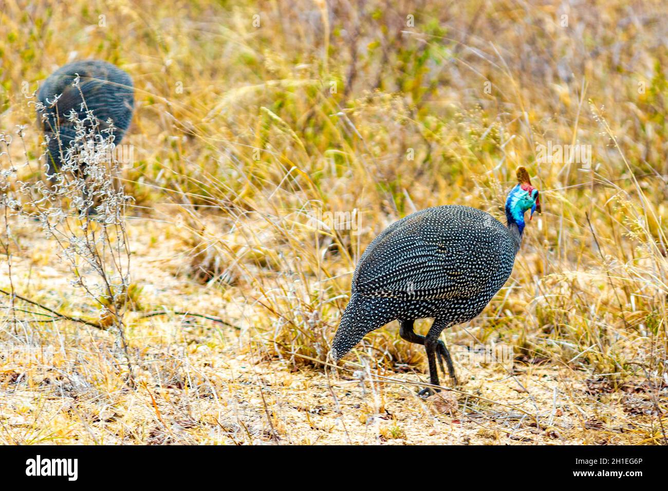 Helm Guinea Fowl helmeted guineafowl numida meleagris in the nature on ...