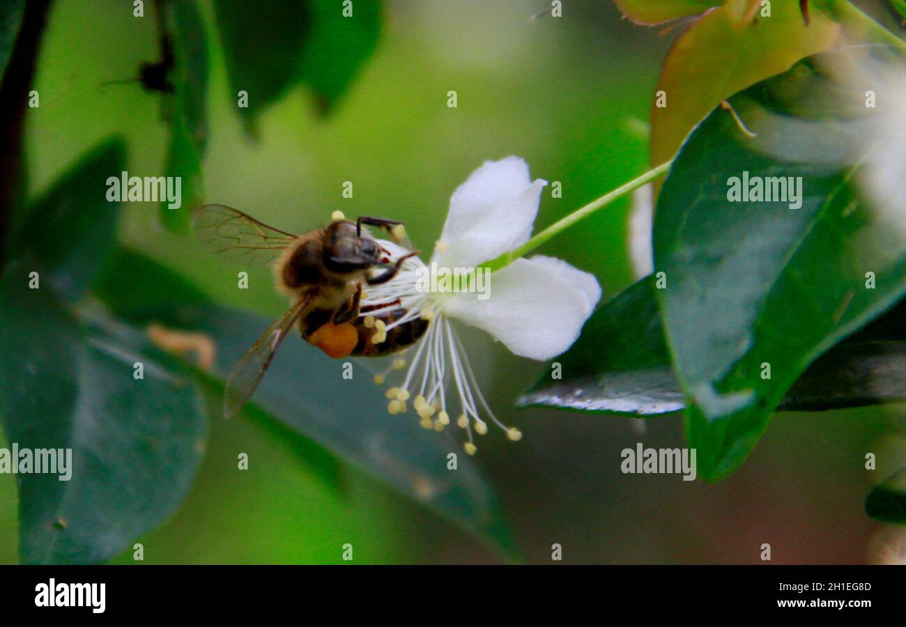 salvador, bahia / barazil - february 8, 2020: bee is seen collecting ...