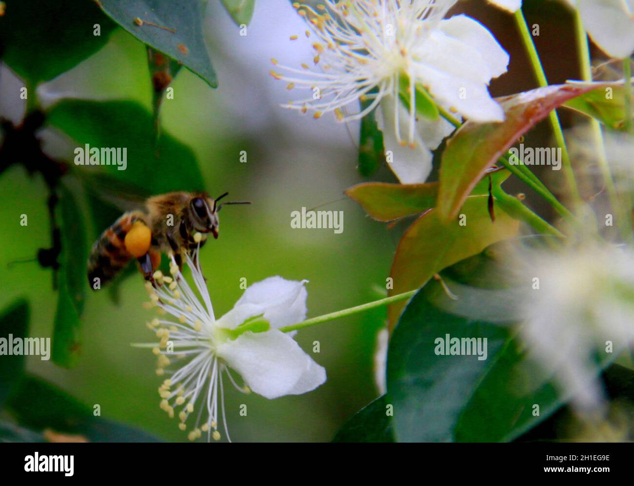 salvador, bahia / barazil - february 8, 2020: bee is seen collecting ...
