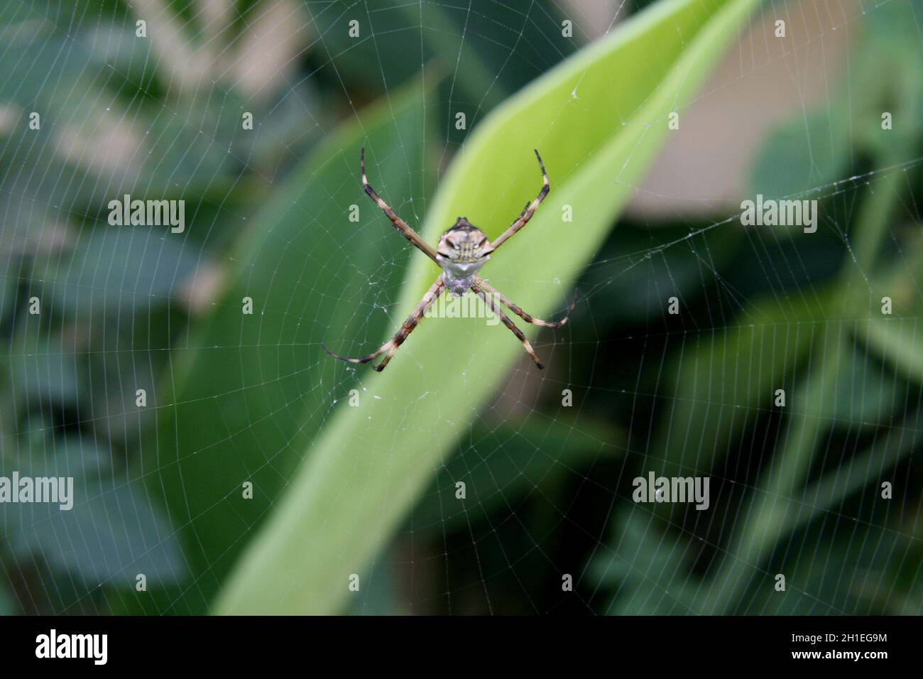 Poisonous spider brazil hi-res stock photography and images - Alamy