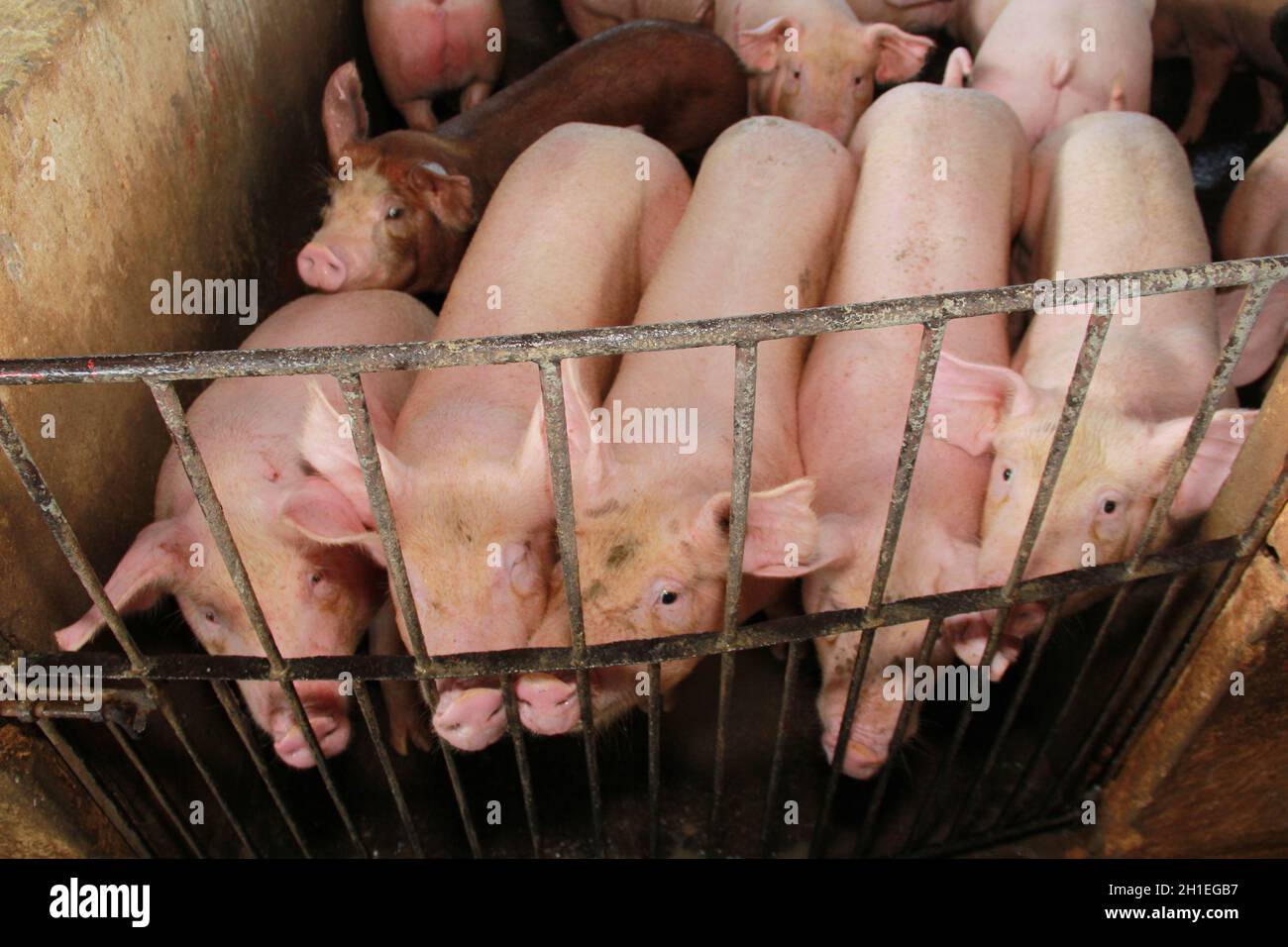 itabuna, bahia / brazil - june 15, 2012: Pig breeding farm in the city ...