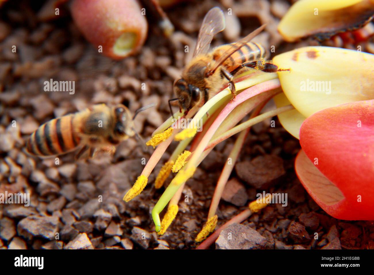 salvador, bahia / barazil - february 8, 2020: bee is seen collecting ...