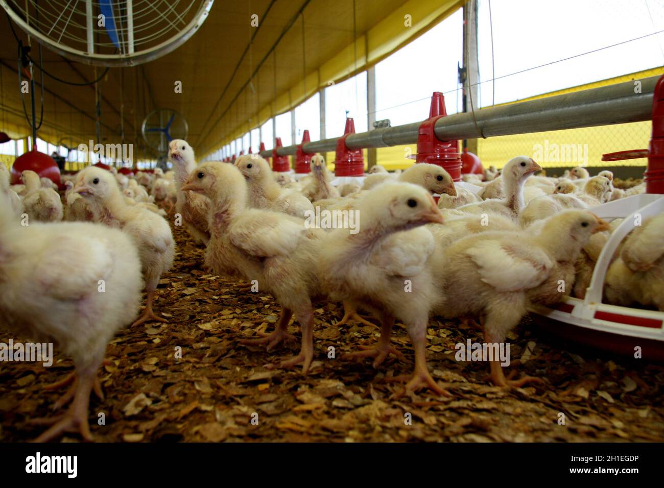 eunapolis /, bahia / brazil - december 18, 2007: poultry farming in the ...