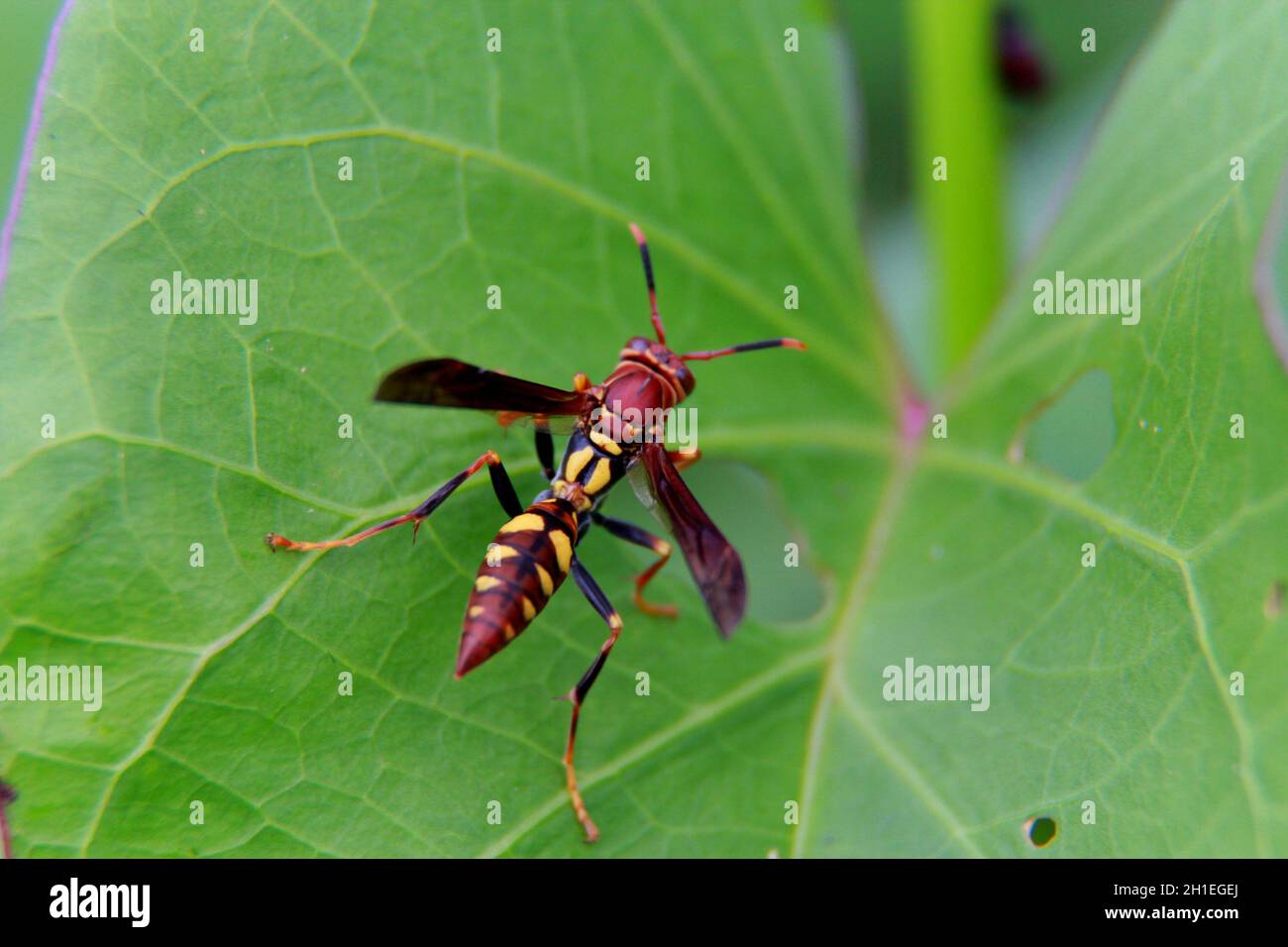 salvador, bahia / brazil - november 22, 2013: wasp is seen in a garden ...