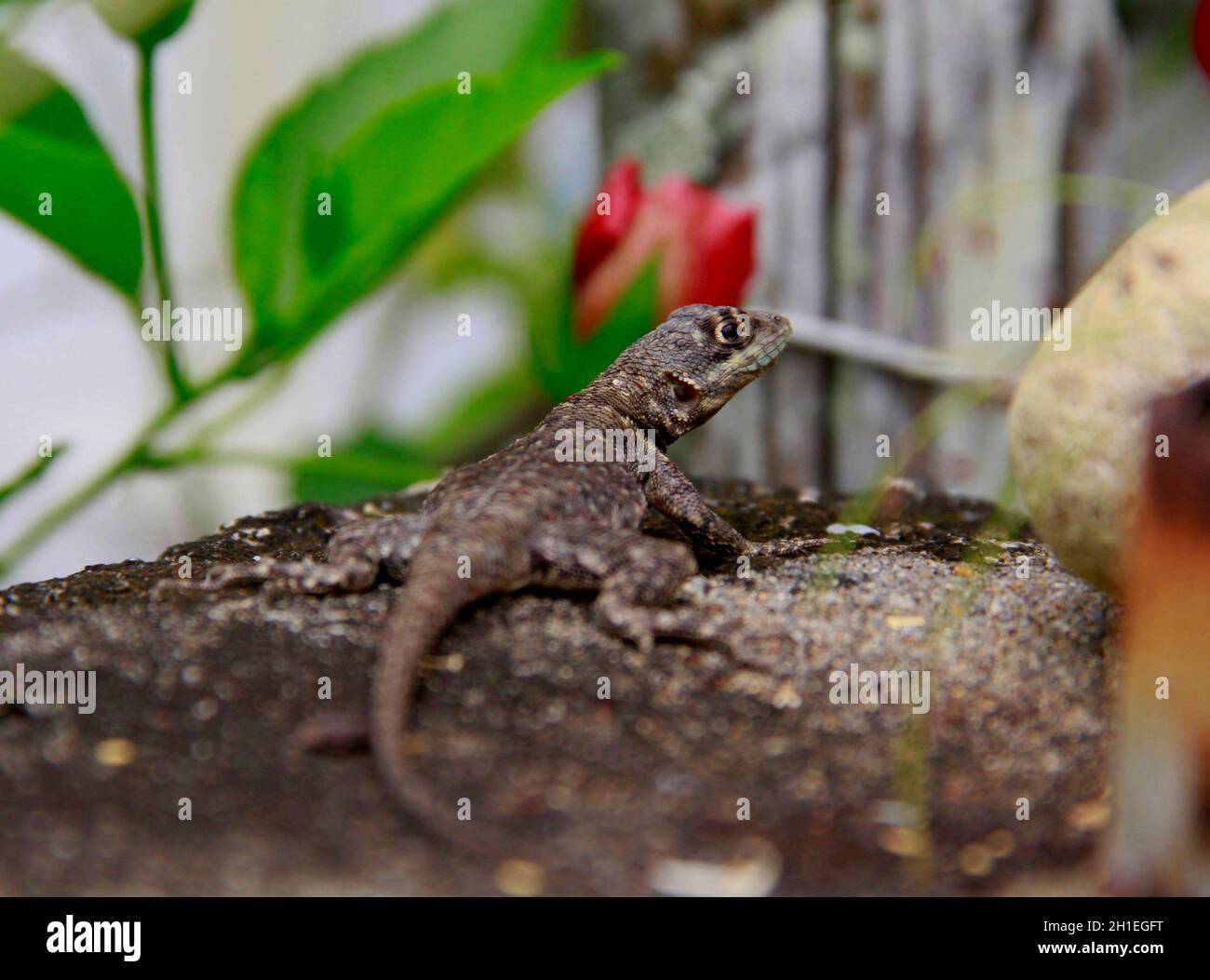 salvador, bahia / brazil - march 28, 2009: gecko is seen in a garden in ...