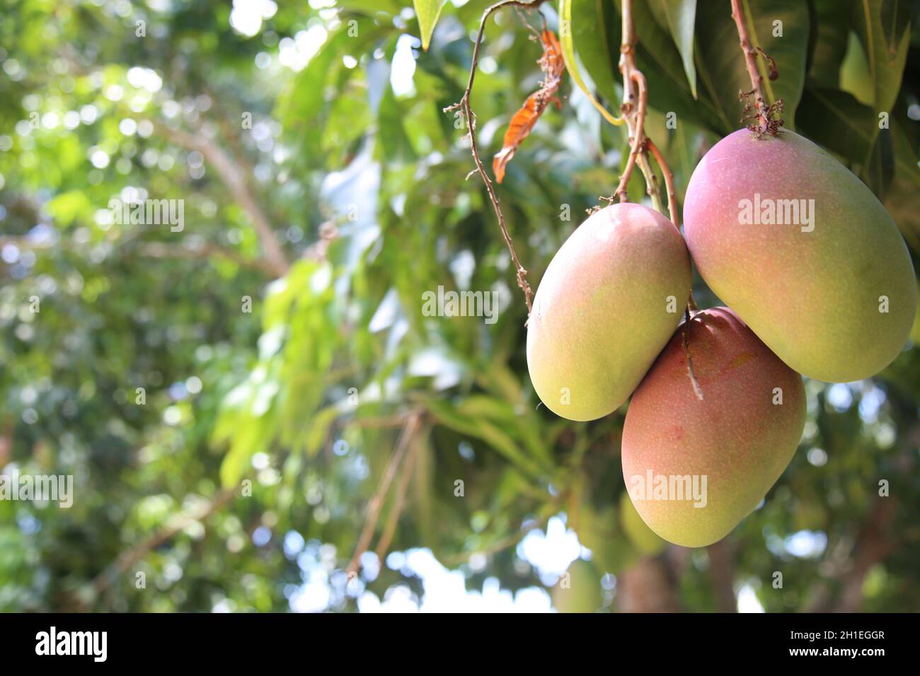 Mango plantation hi-res stock photography and images - Alamy