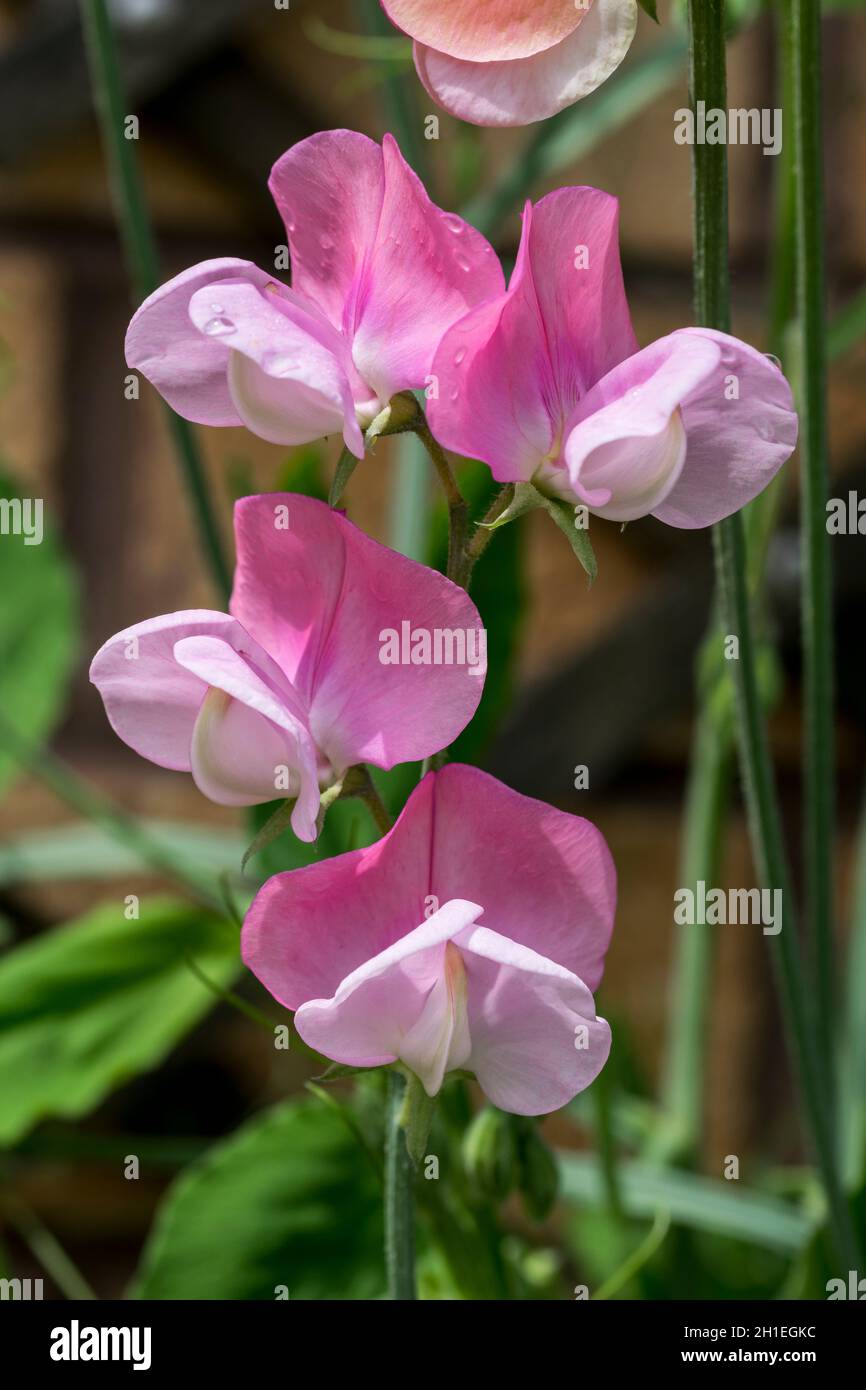 Sweet Pea Lathyrus odoratus close up of the pink flowers Stock Photo ...