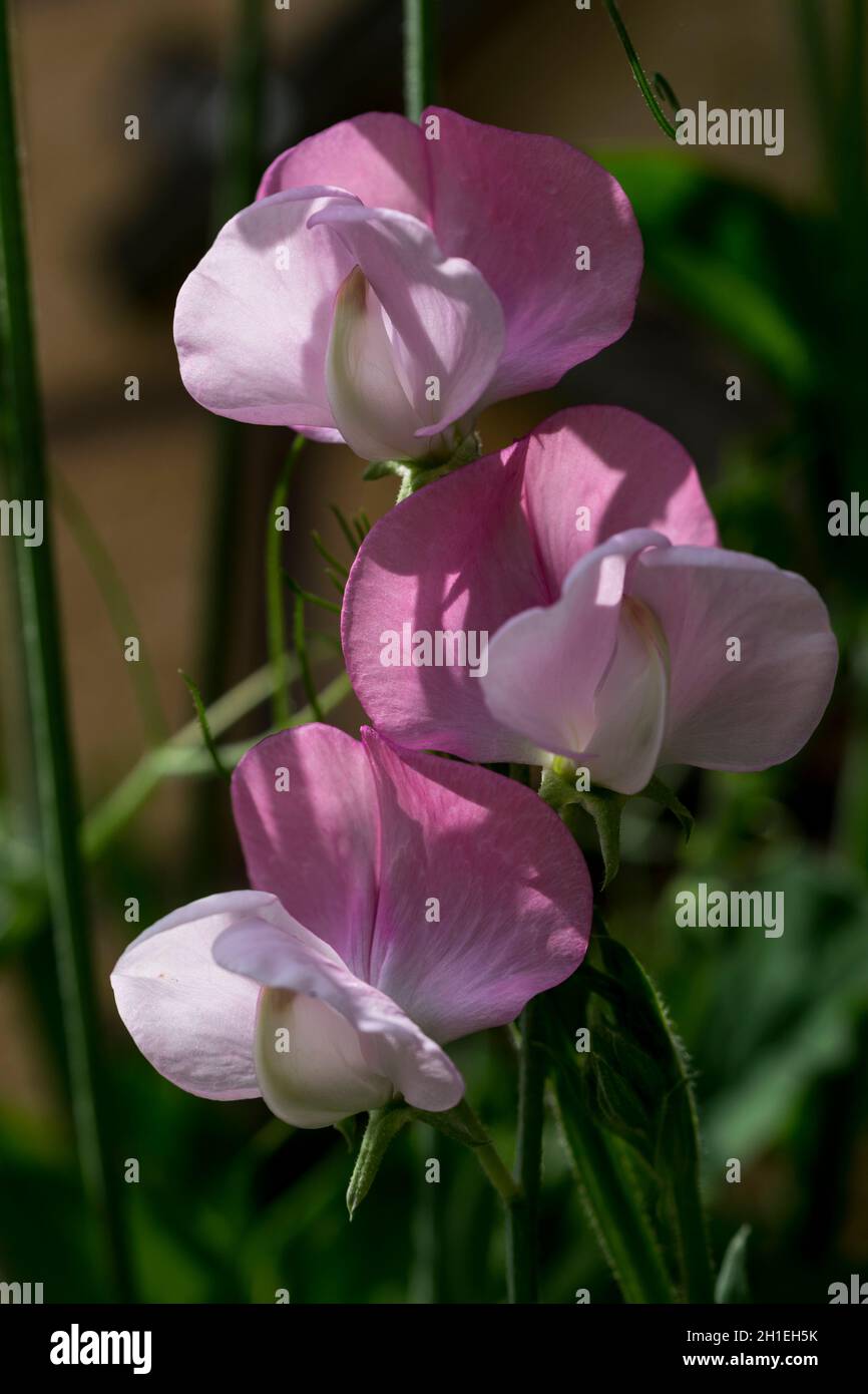 Sweet Pea Lathyrus odoratus close up of the pink flowers Stock Photo ...